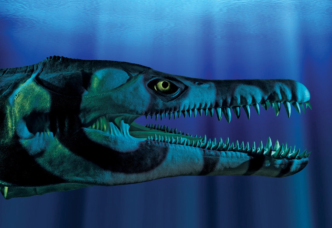 Weymouth Bay pliosaur - Wessex Museums