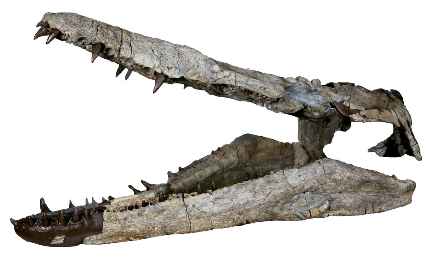 Weymouth Bay pliosaur - Wessex Museums