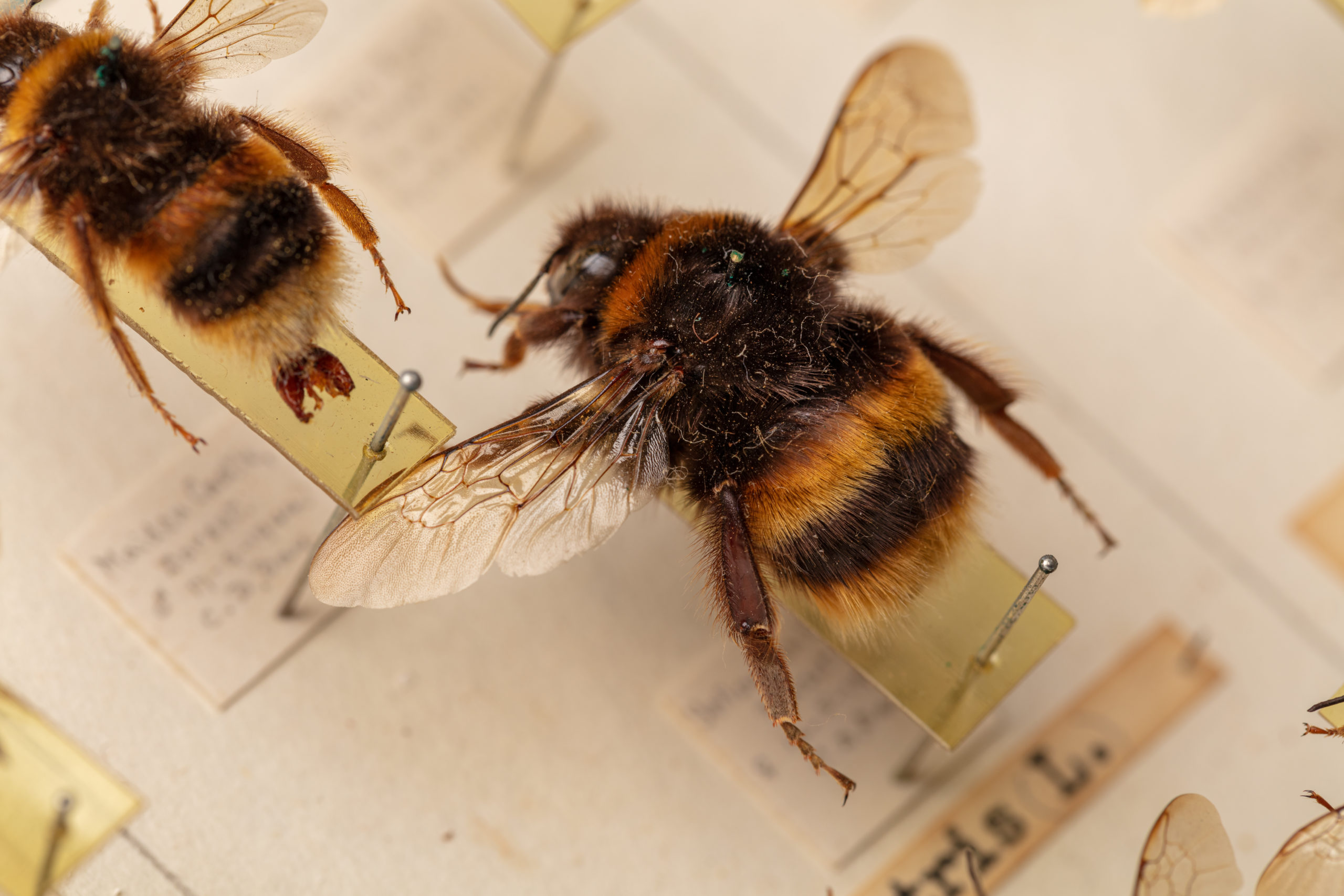 Bees - Wessex Museums