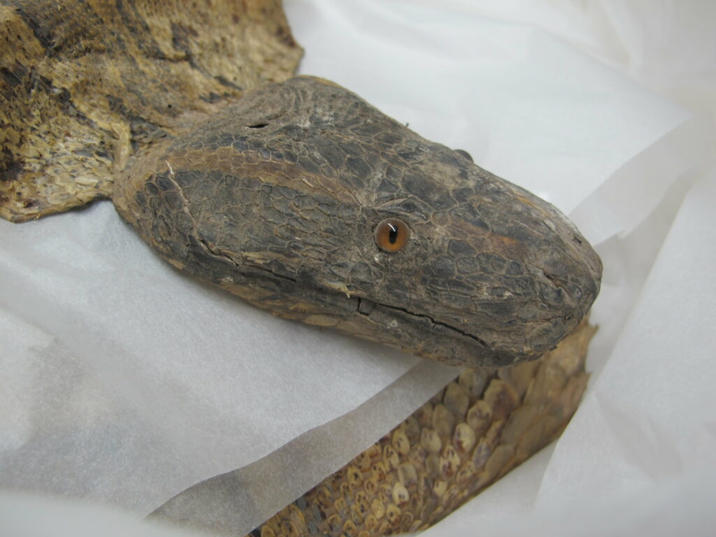 Python skin - Wessex Museums