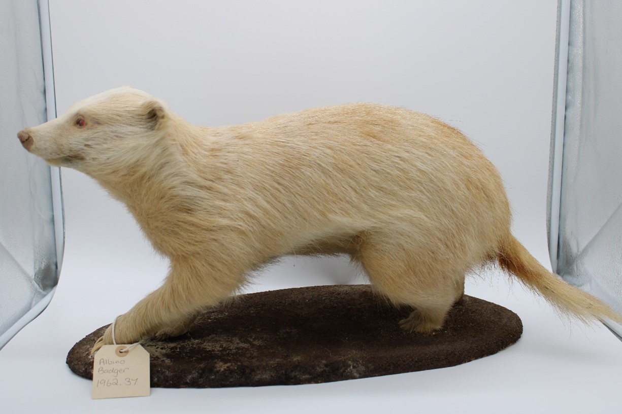 Albino Badger - Wessex Museums