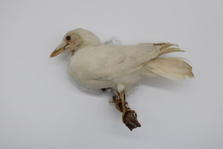 Albino Badger - Wessex Museums