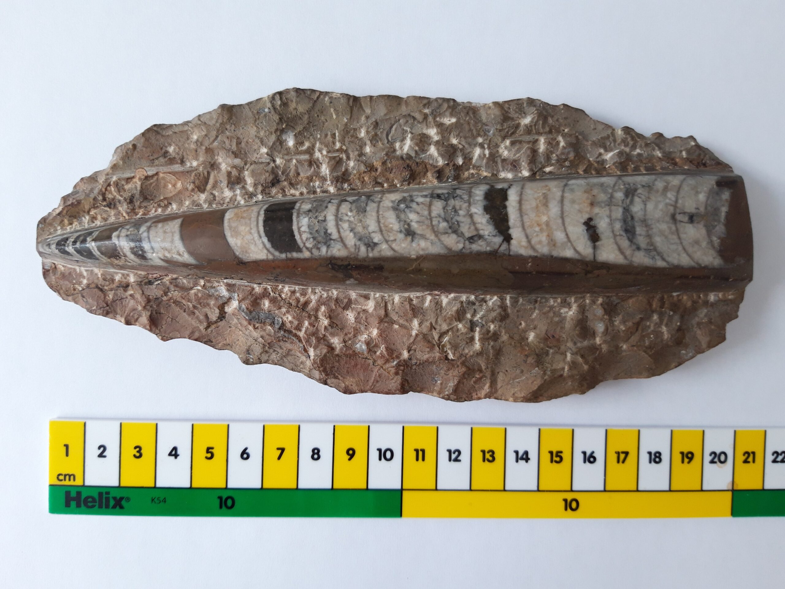 Fossil shellfish - Wessex Museums