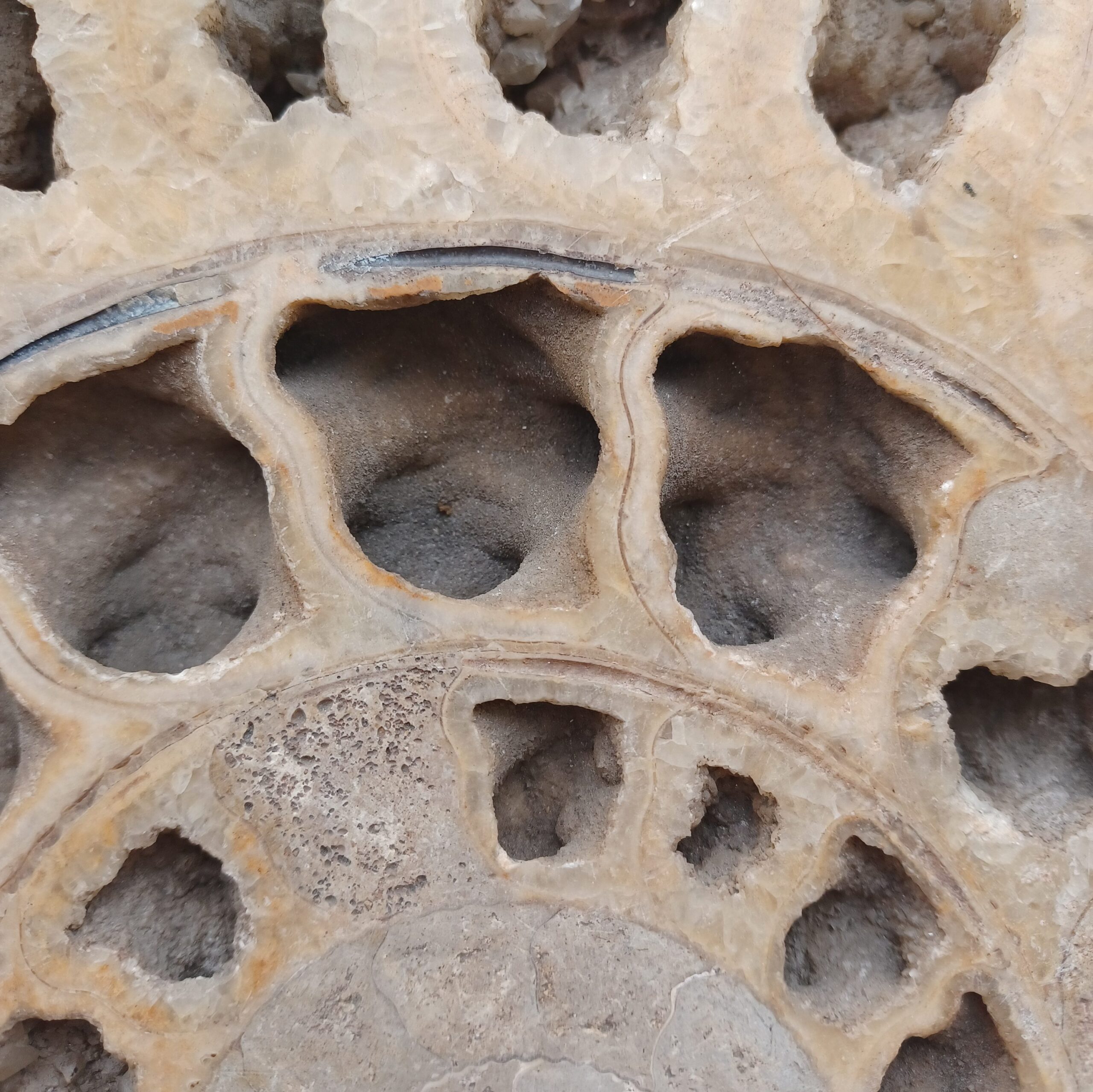 Ammonite - Wessex Museums
