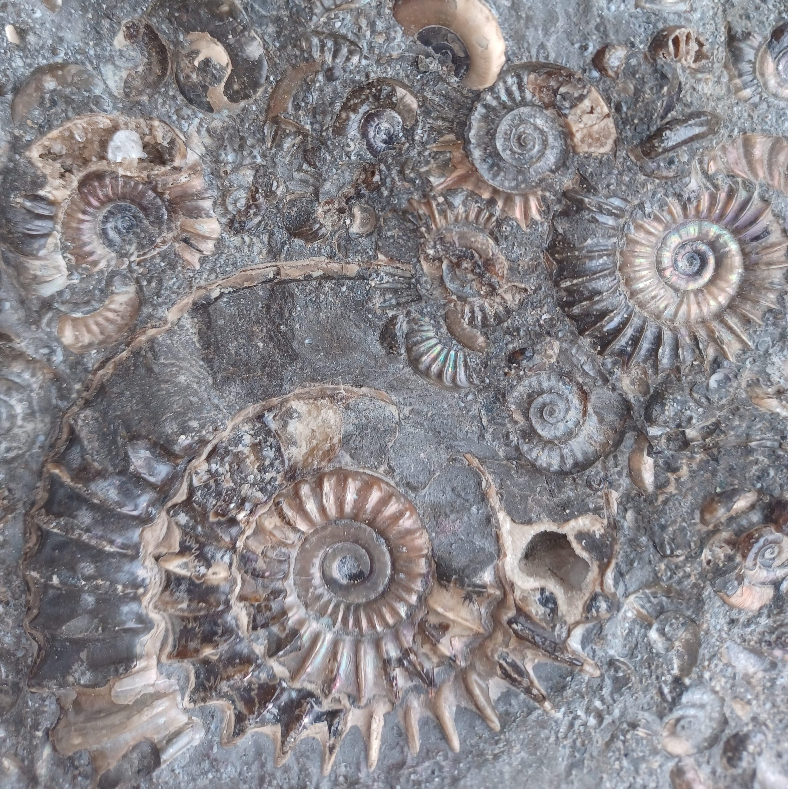 Ammonite - Wessex Museums