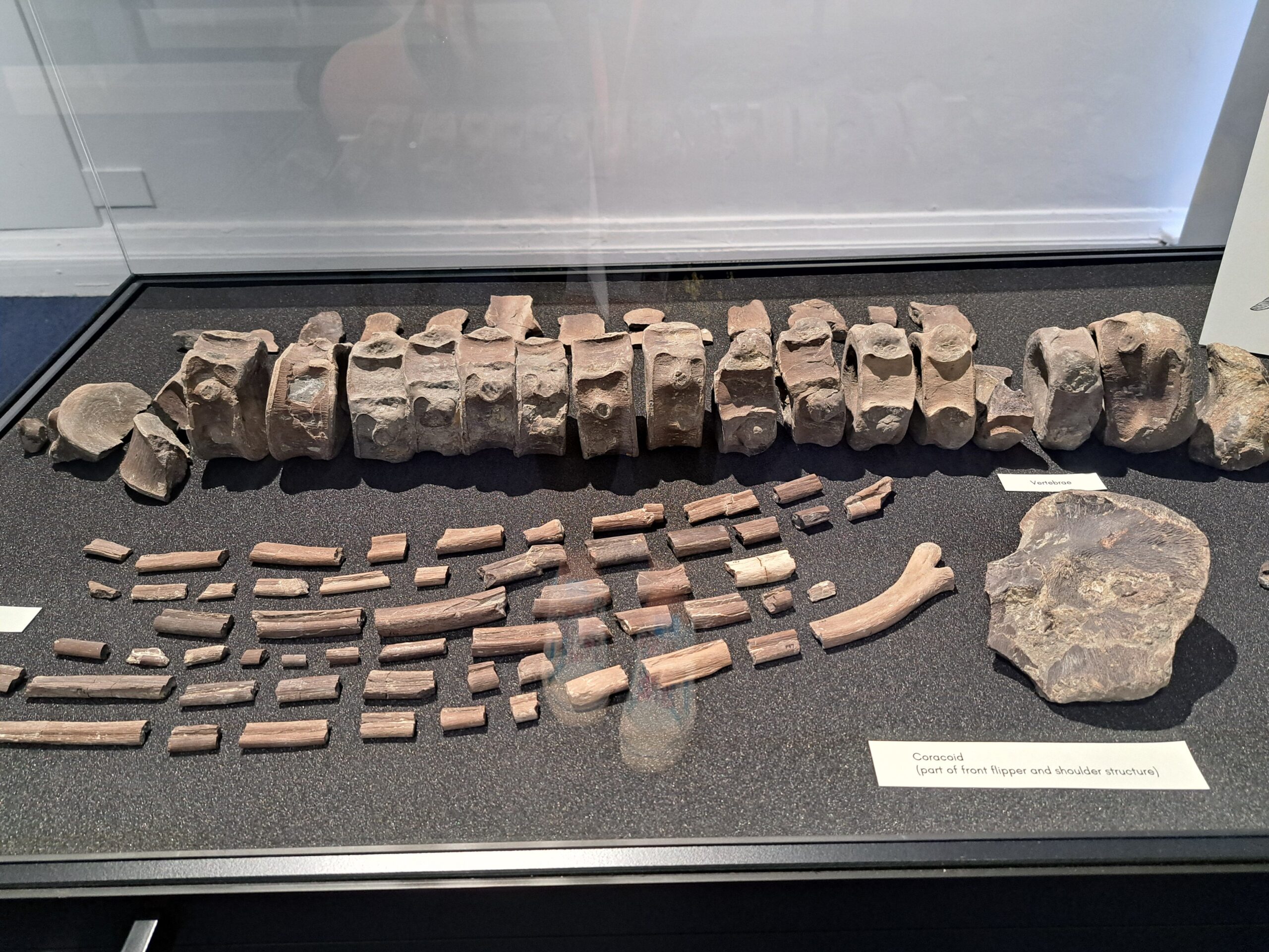 Ichthyosaur backbone - Wessex Museums