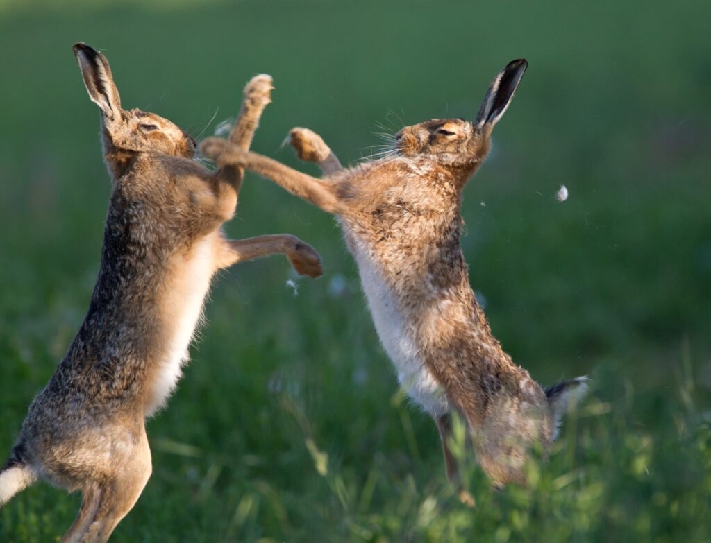 Boxing hares - Wessex Museums