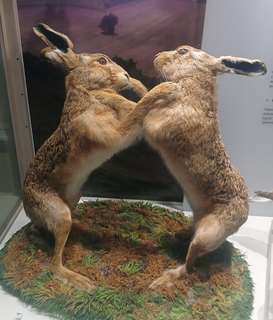 Boxing hares - Wessex Museums