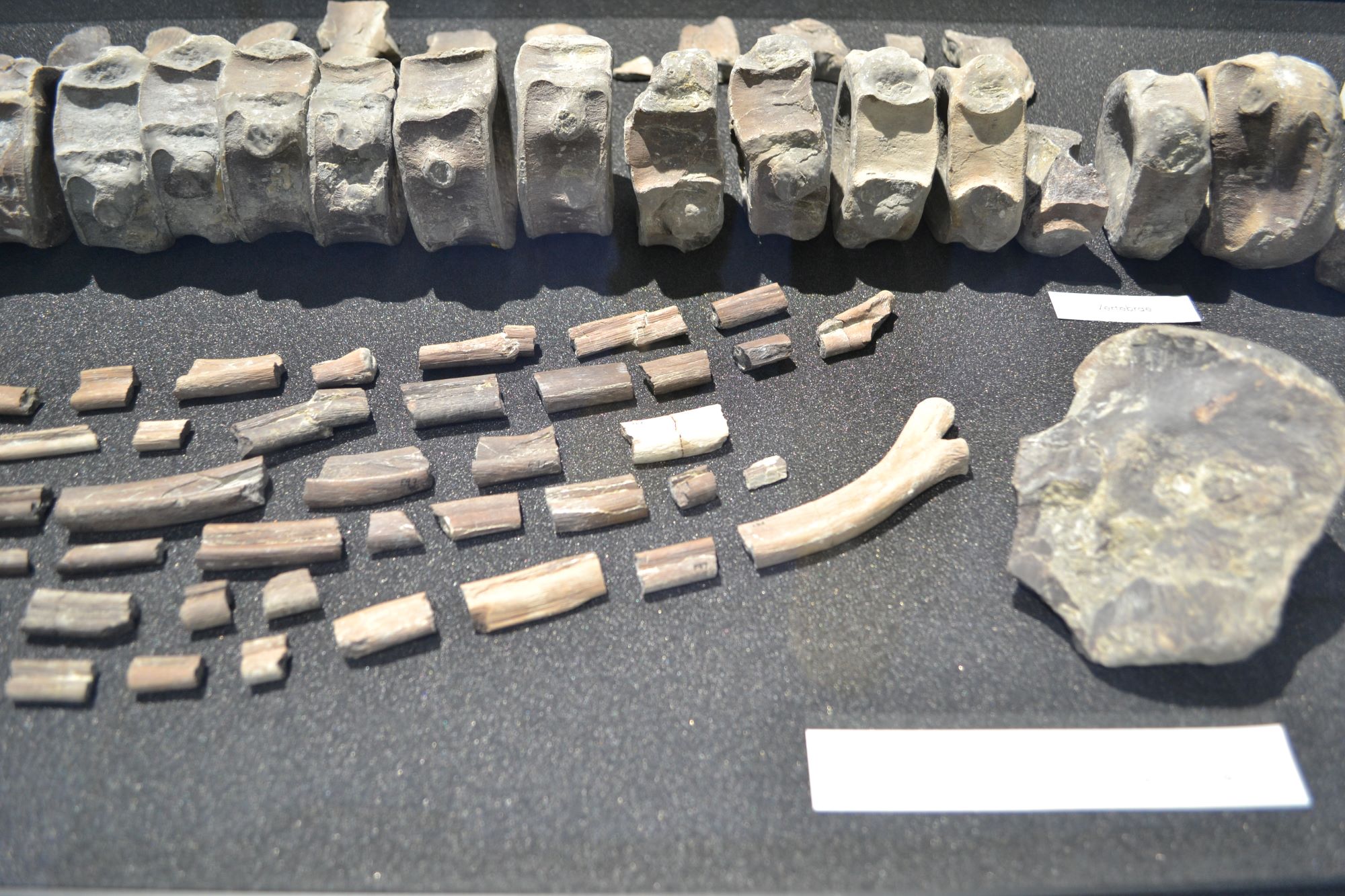 Ichthyosaur backbone - Wessex Museums